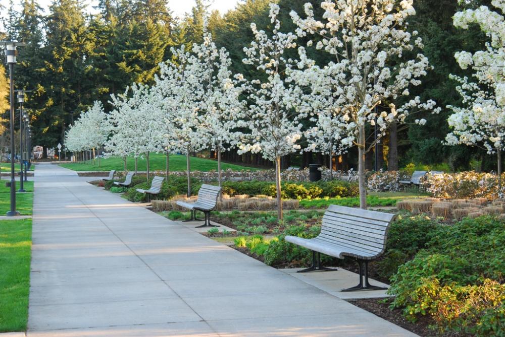 Urban Forestry | City of Wilsonville Oregon