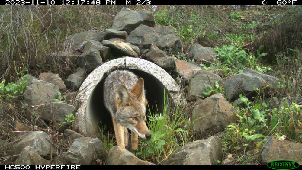 Monitoring Wilsonville's Wildlife (Presentation) | City of Wilsonville ...